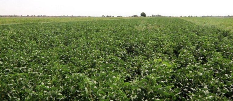 Agricultural Development Following the Liberation of Deir ez-Zor – Co ...