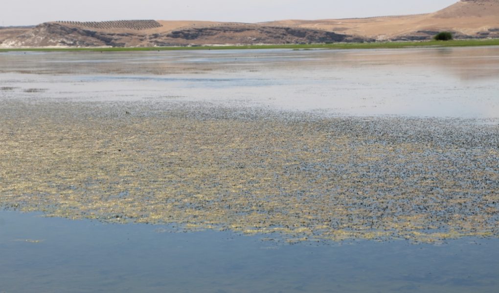 Turkish water policy in Syria and Iraq – Co-operation in Mesopotamia