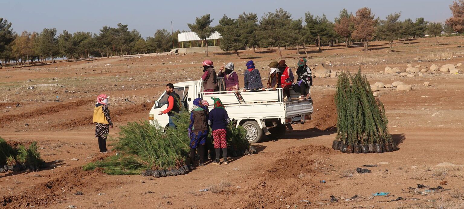 Syria’s AANES to create artificial forest at cost of $15 thousand – Co ...